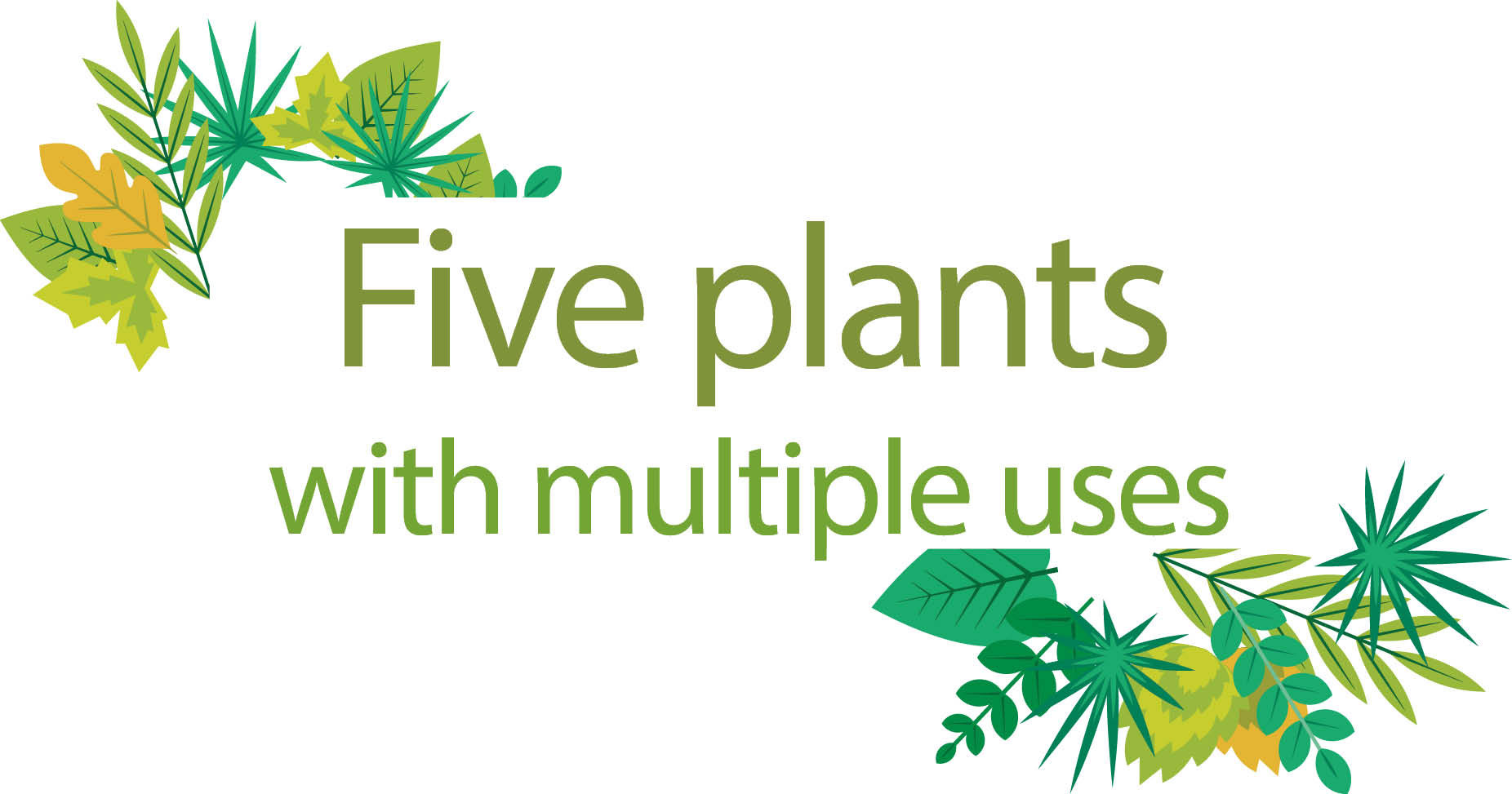 Five plants with multiple uses | EdgeProp.my